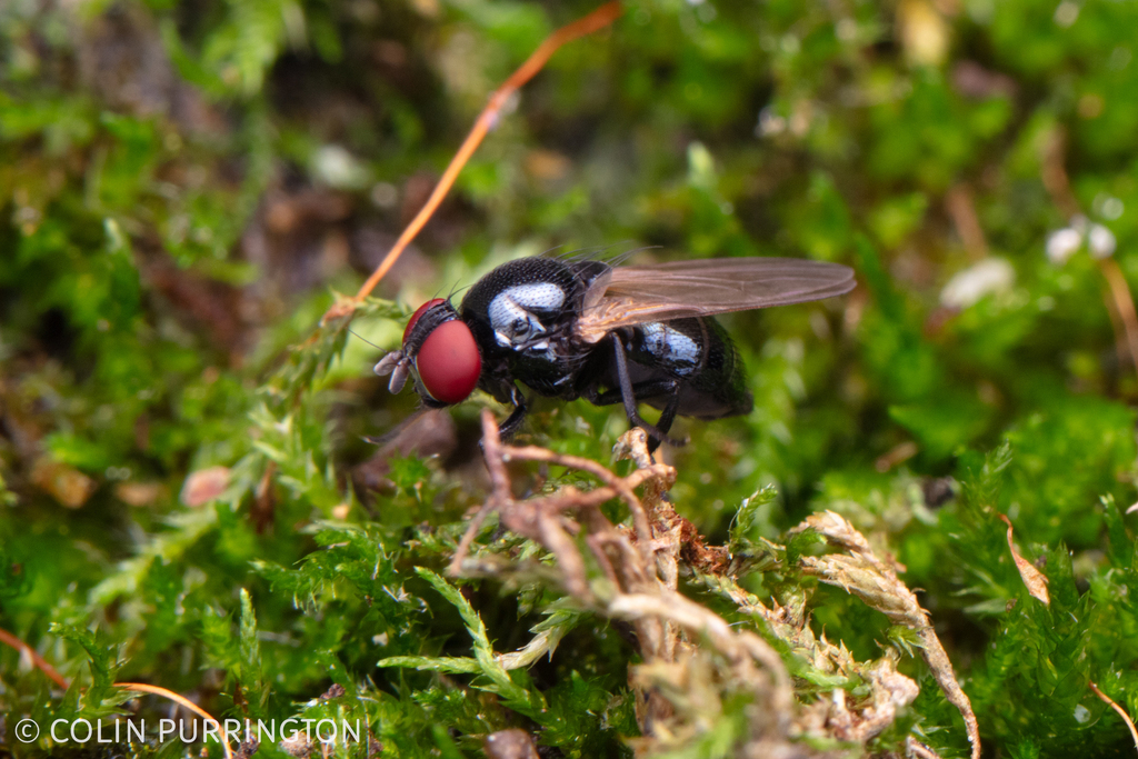 Lonchaea from Upper Providence Township, PA 19063, USA on July 1, 2024 ...