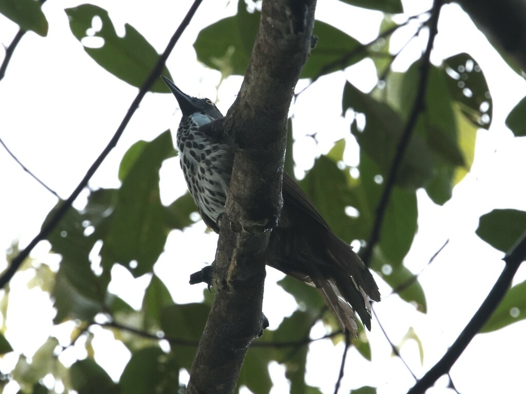 Tree-Babblers, Scimitar-Babblers, and Allies in July 2024 by Don ...