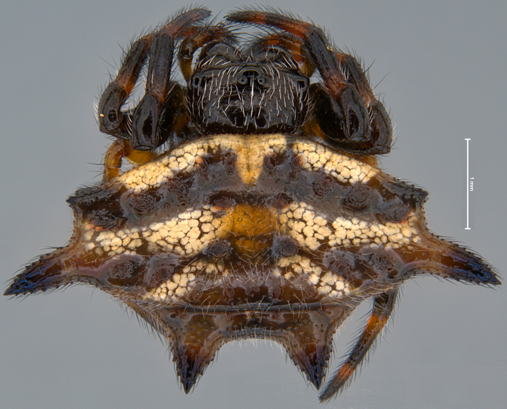 Doria's Spiny Spider from Singapore on July 20, 2023 by Yap Ee Hean ...