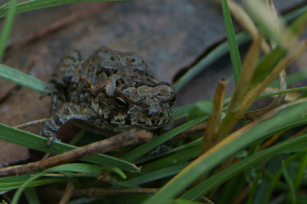 Cane Toad from Kakadu, South Alligator, Northern Territory, Australia ...