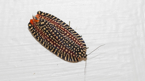 Cerace myriopa · iNaturalist