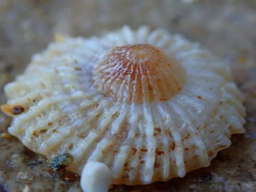 Trimusculus costatus · iNaturalist