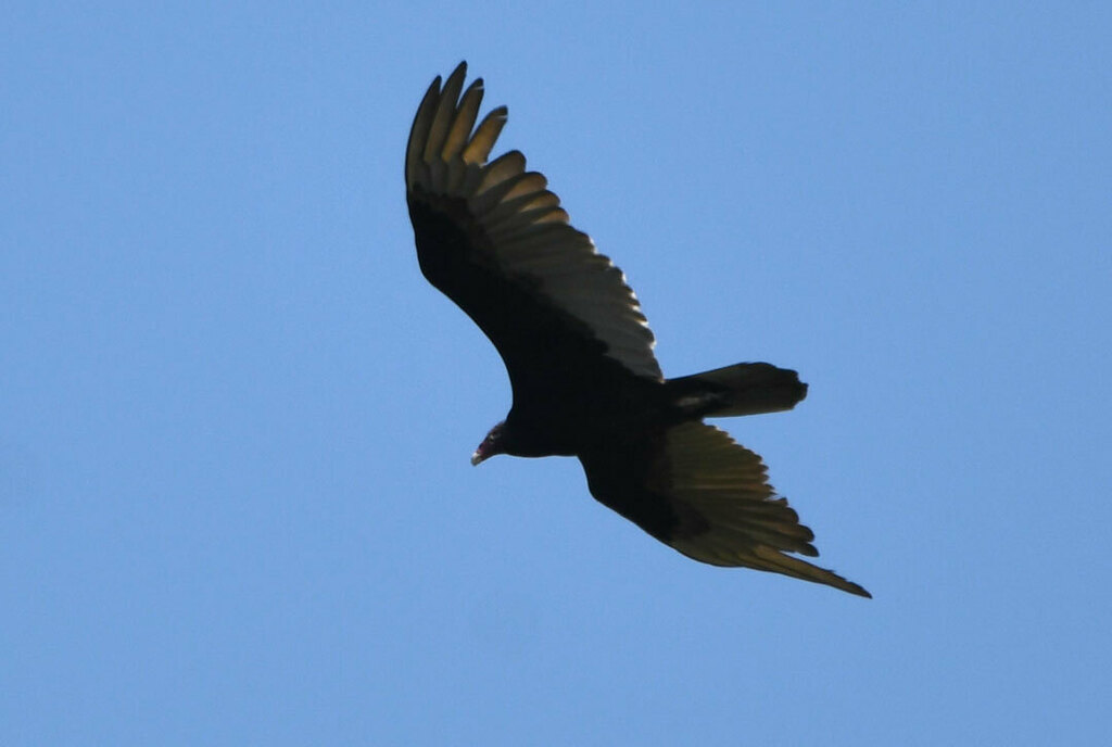 Turkey Vulture from Okefenokee NWR; Charlton County, GA, USA on April ...