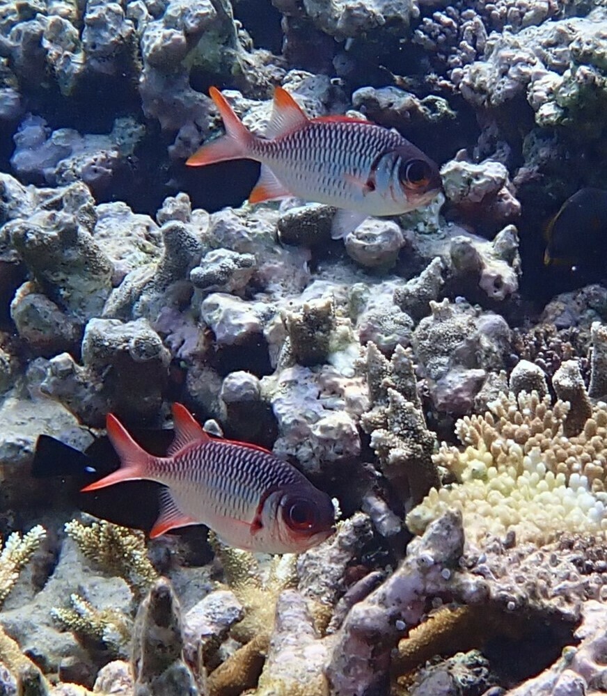Violet Soldierfish from Yellu, South Misool, Raja Ampat Regency, West ...