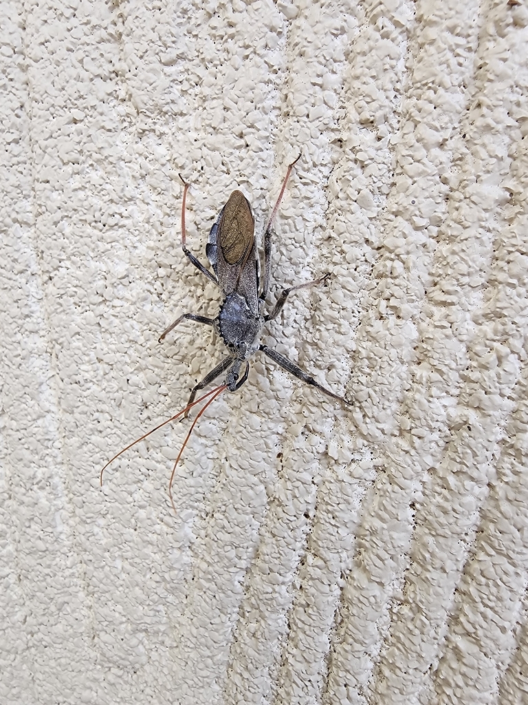 North American Wheel Bug from Eastland, TX 76448, USA on July 5, 2024 ...