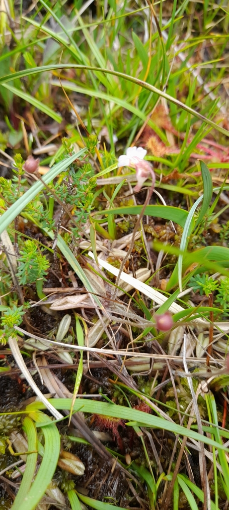 Pale Butterwort from Applecross, Strathcarron IV54 8ND, UK on July 5 ...