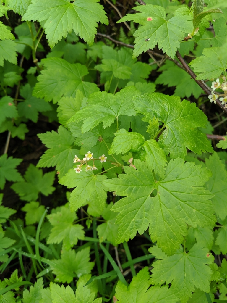 skunk currant from Coos County, US-NH, US on May 29, 2019 at 09:40 AM ...