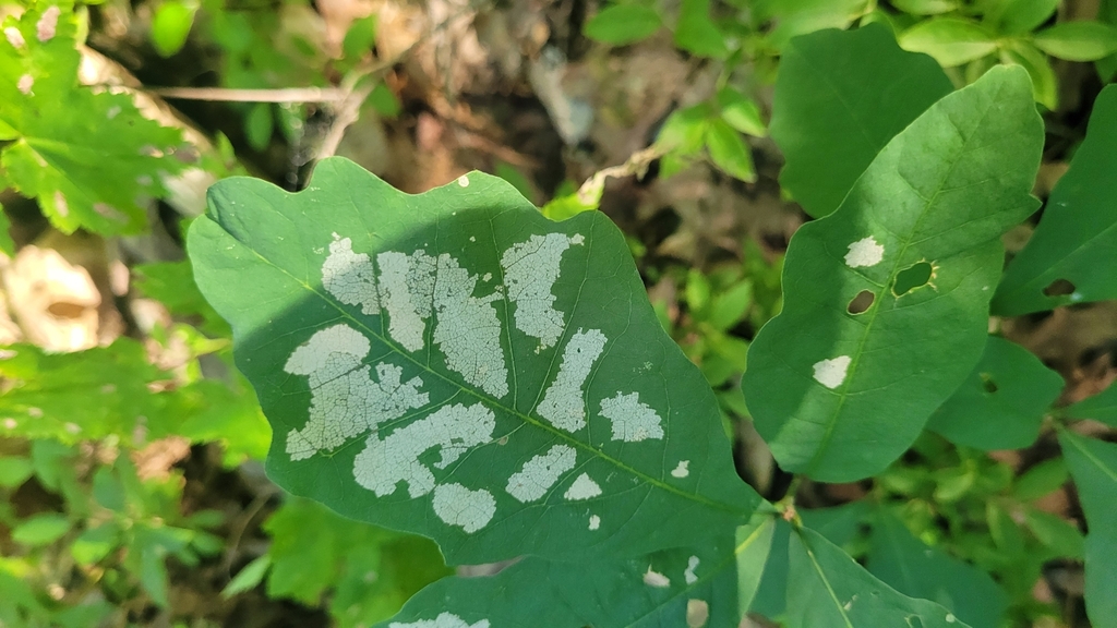 Winged and Once-winged Insects from East Keating Township, PA, USA on ...