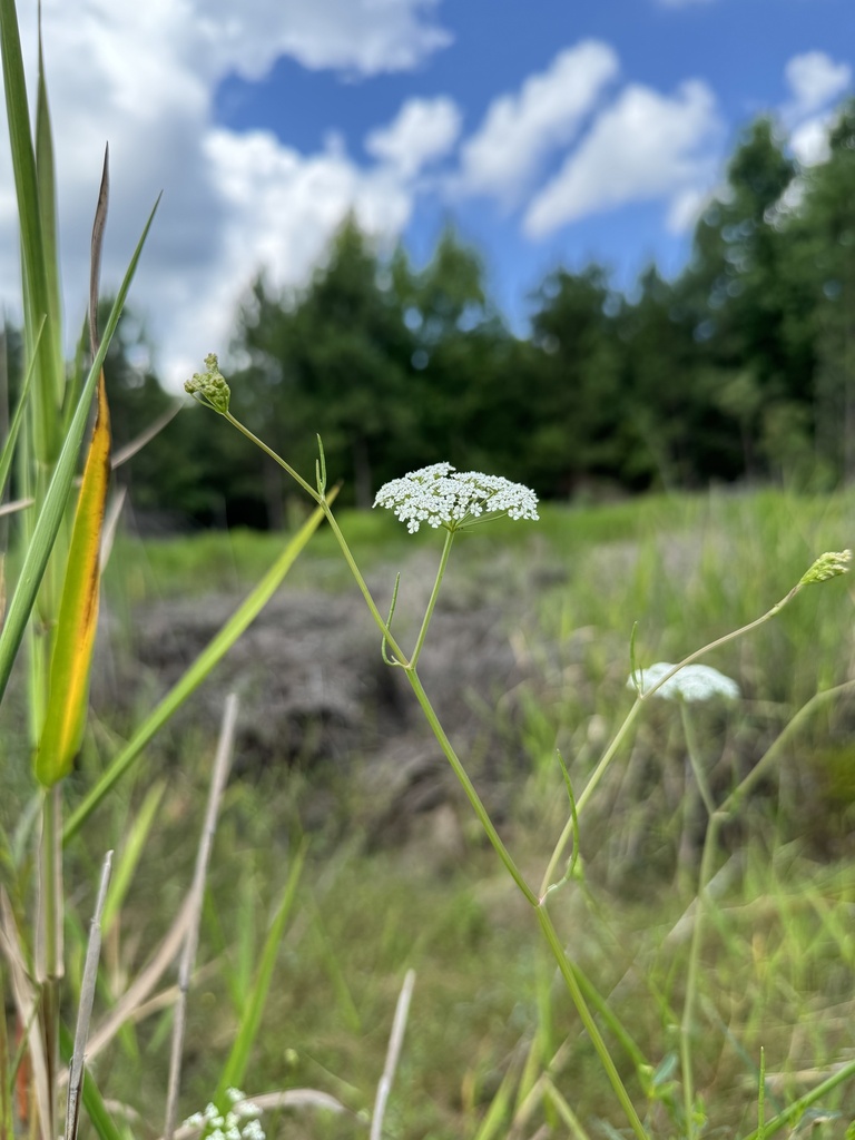 harperella in July 2024 by Gage Sutton · iNaturalist
