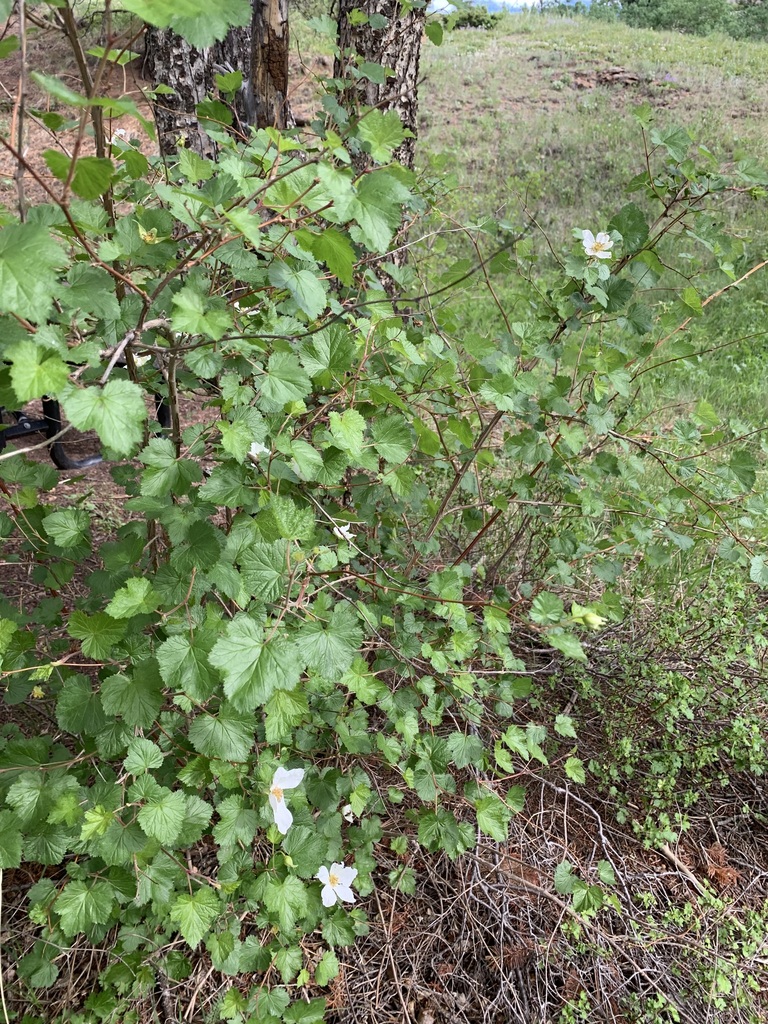 Rocky Mountain raspberry on June 22, 2024 at 09:03 AM by rileyjw1 ...