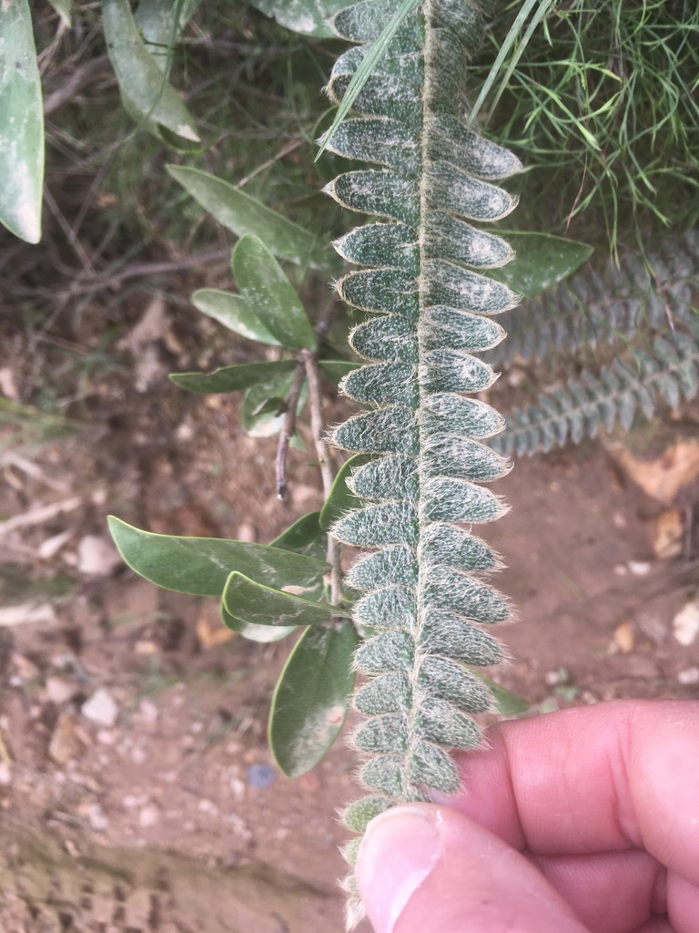 Pleopeltis lepidopteris from la mallette pelotas on July 5, 2024 at 12: ...