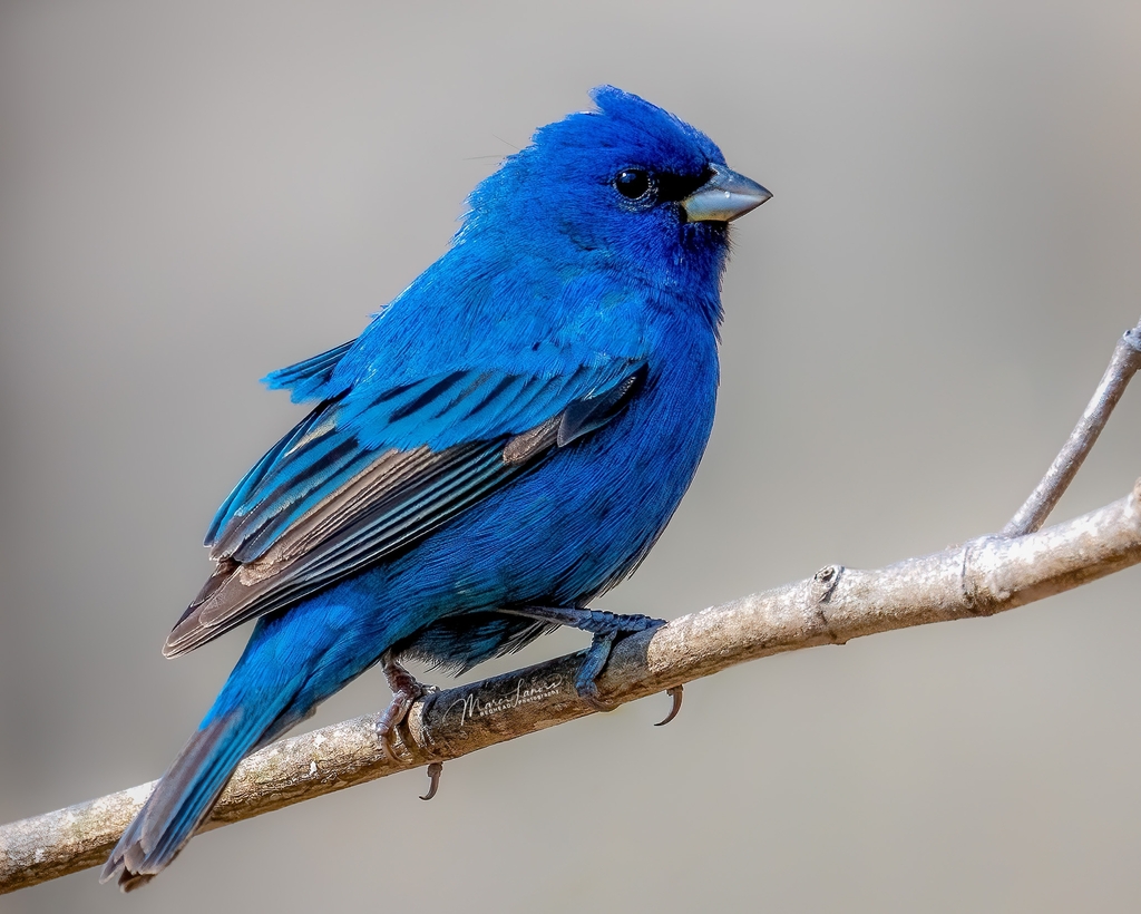 Indigo Bunting from Sauk County, WI, USA on May 9, 2022 at 08:55 AM by ...