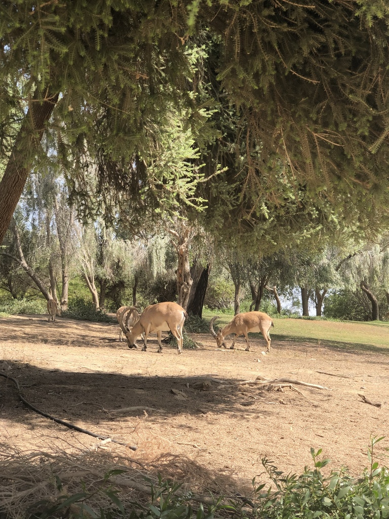Nubian Ibex in May 2019 by Elliot Behar · iNaturalist