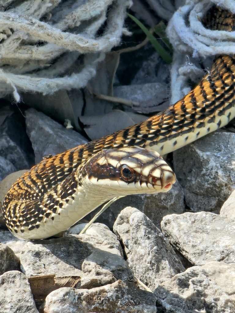 Mexican Patchnose Snake from Crucero Tezoyuca, Mor., México on July 5 ...