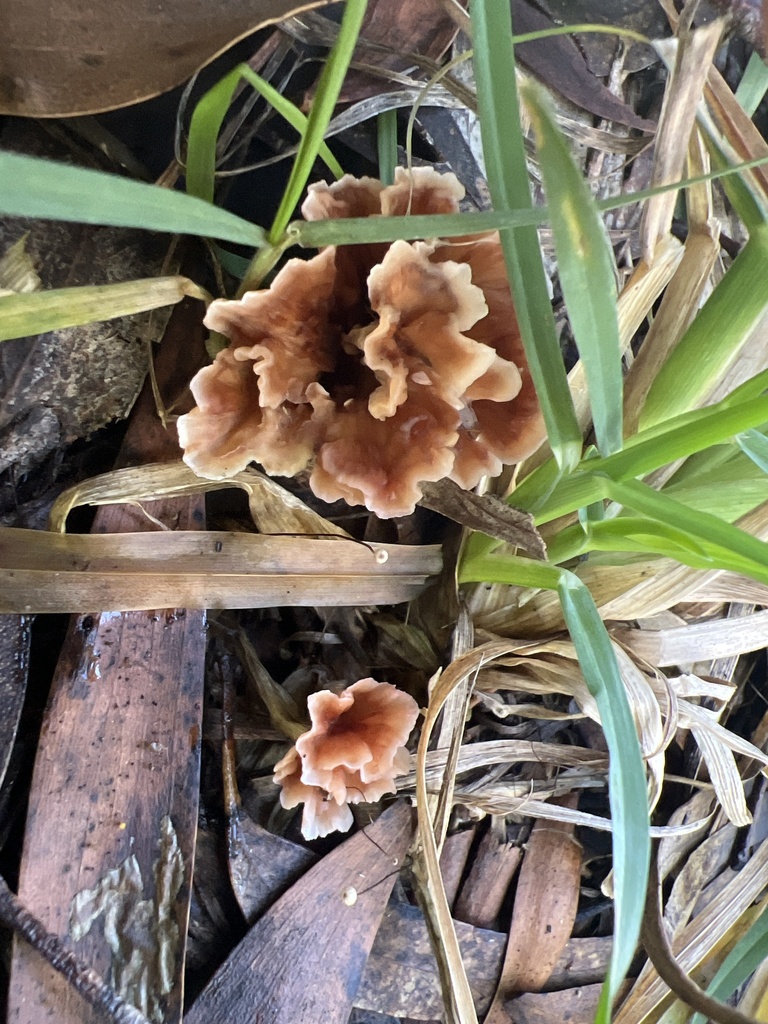 Wine Glass Fungus from Victoria St, Macedon, VIC, AU on July 6, 2024 at ...