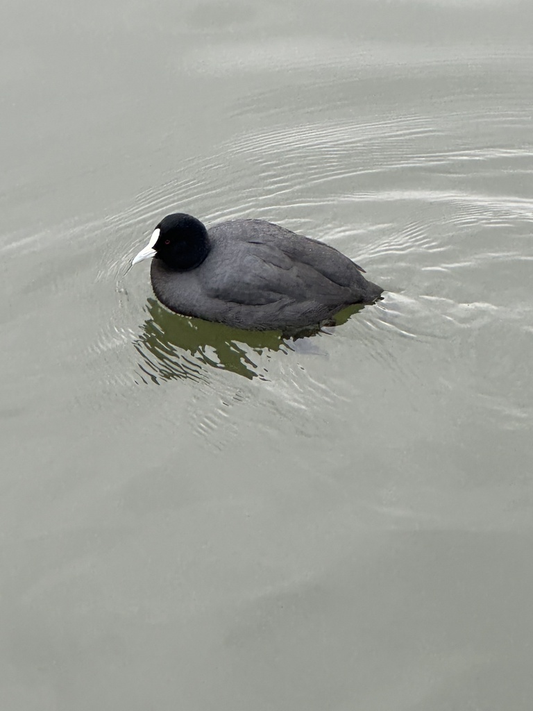 Australasian Coot from Royal Botanic Gardens, Cranbourne, VIC, AU on ...