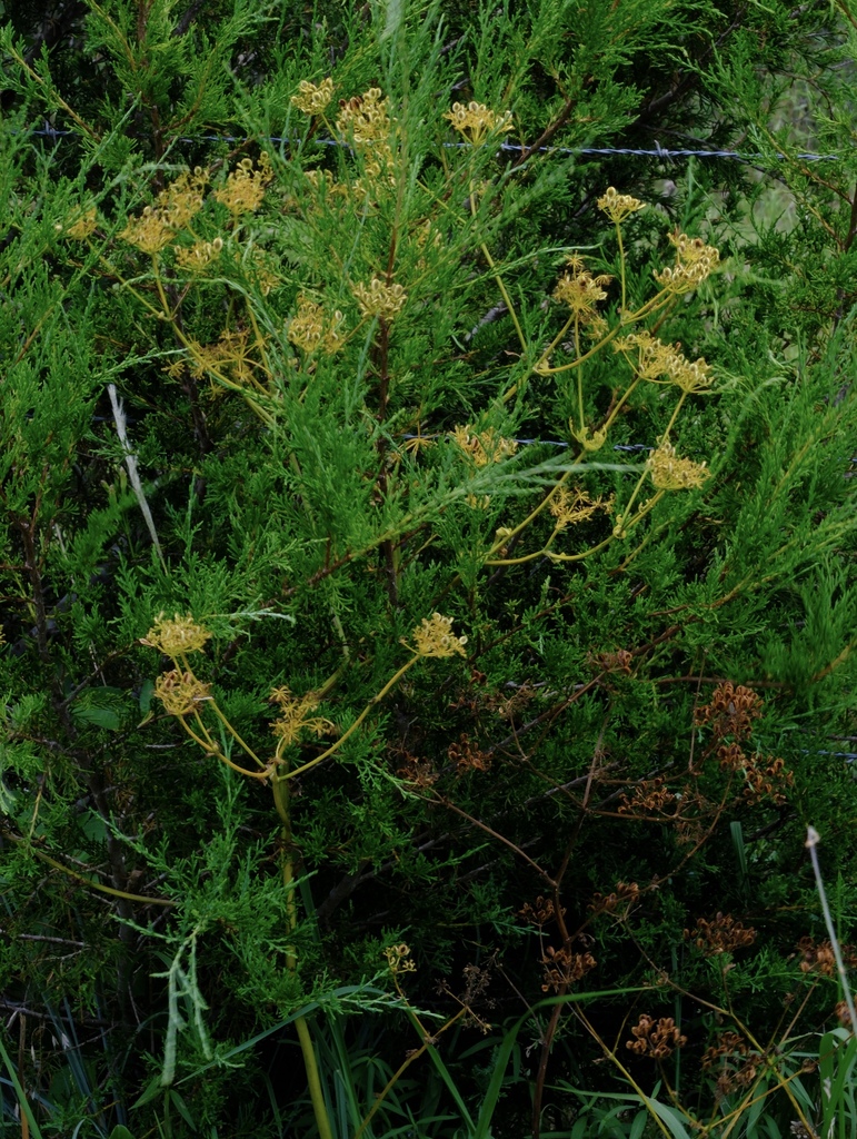 Texas Prairie Parsley from Fayette County, TX, USA on July 5, 2024 at ...