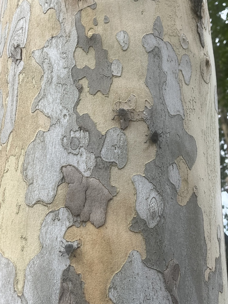 Yellow-spotted Stink Bug from 钟鼎山庄, 南京市, 江苏省, CN on July 6, 2024 at 09: ...