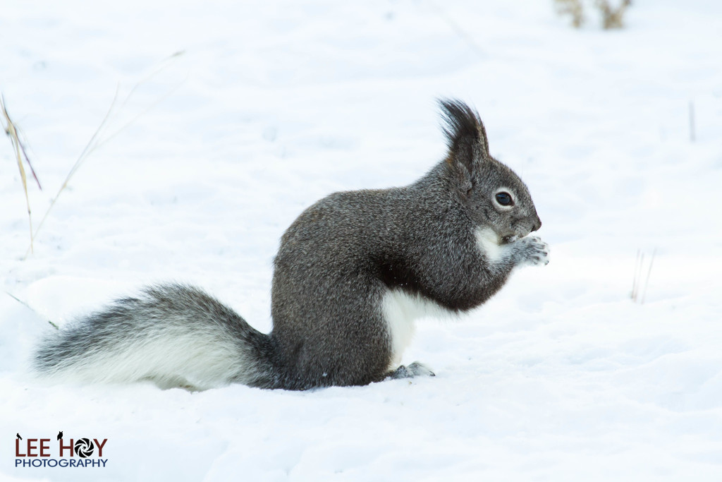 Abert's Squirrel (Sciurus aberti) - Know Your Mammals