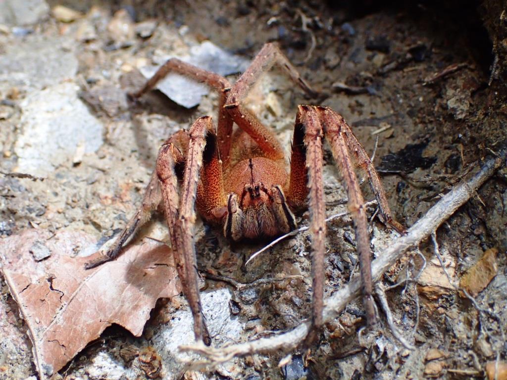Armed Spiders from Sangre Grande Regional Corporation, Trinidad and ...