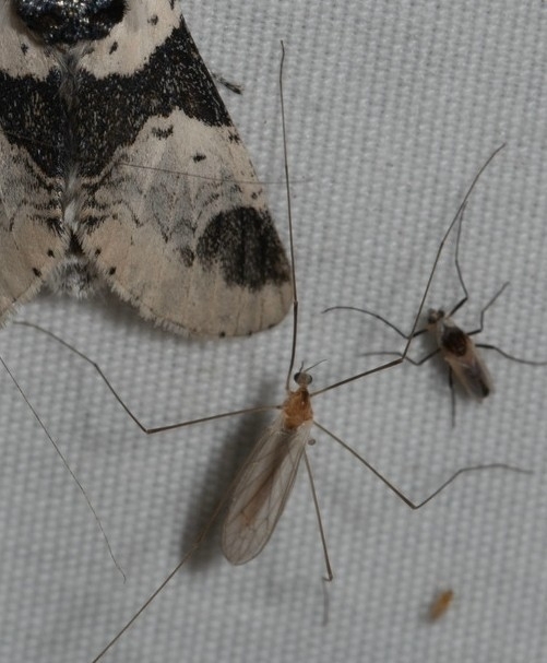 Antocha in July 2024 by Owen Ridgen. iD for orange fly · iNaturalist