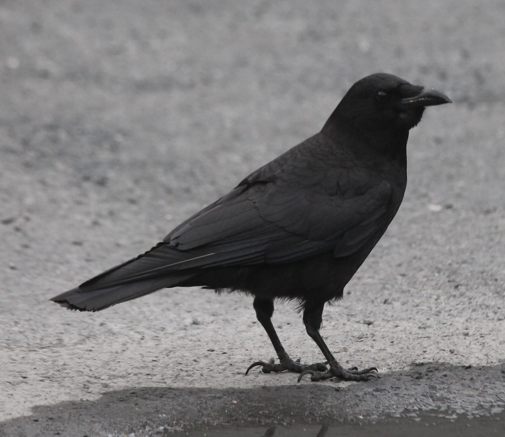 Northwestern Crow from Seward Waterfront Park, Seward, AK, US on July 5 ...