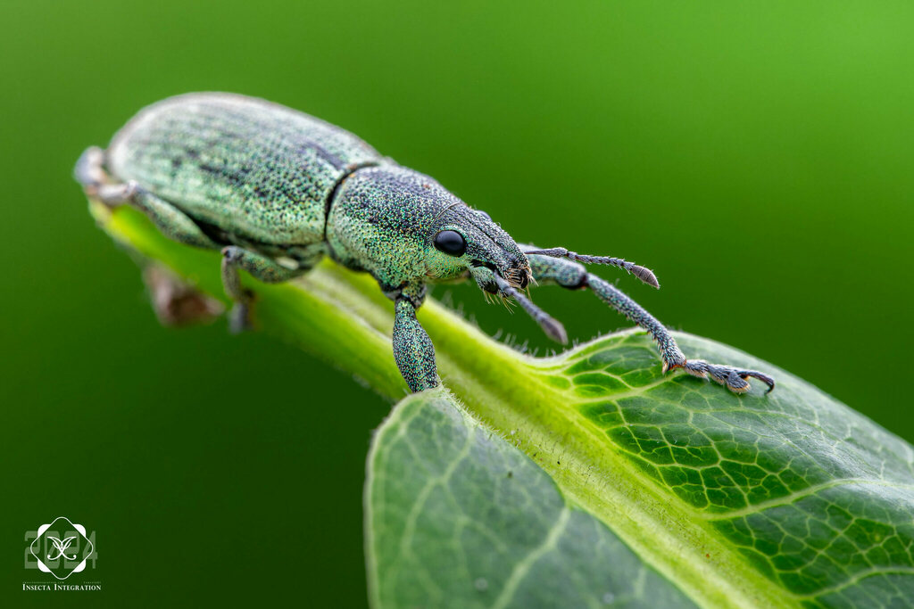 Lepropus lateralis from 中国云南省西双版纳傣族自治州勐腊县 on June 29, 2024 at 10:32 AM ...