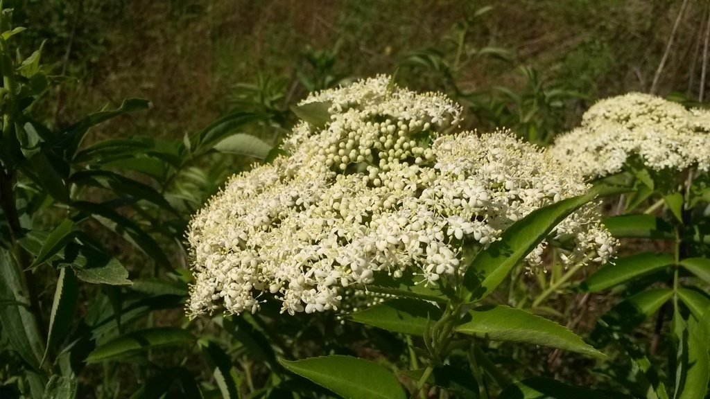 American black elderberry from New Zion, SC 29111, USA on May 29, 2019 ...