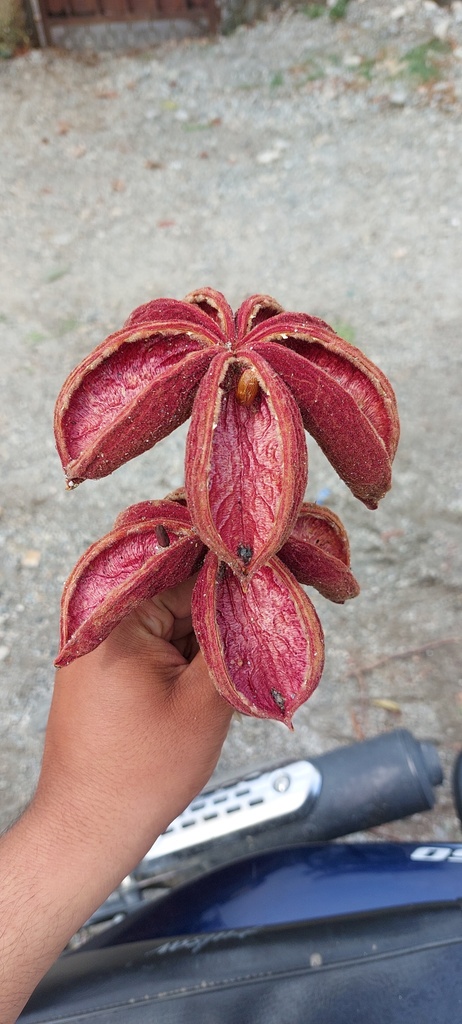 elephant rope tree from Kakarbhitta, Mechinagar, Nepal on April 22 ...