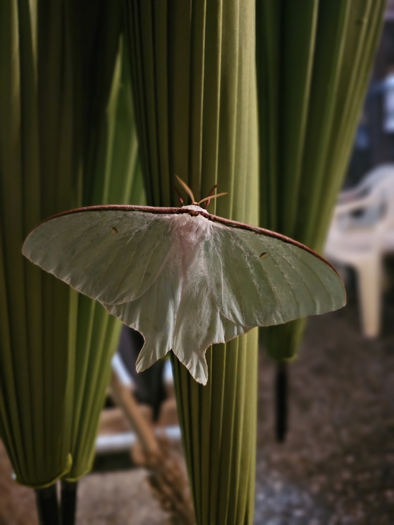 Actias aliena aliena from Sado, JP-NI, JP on June 30, 2024 at 09:10 PM ...