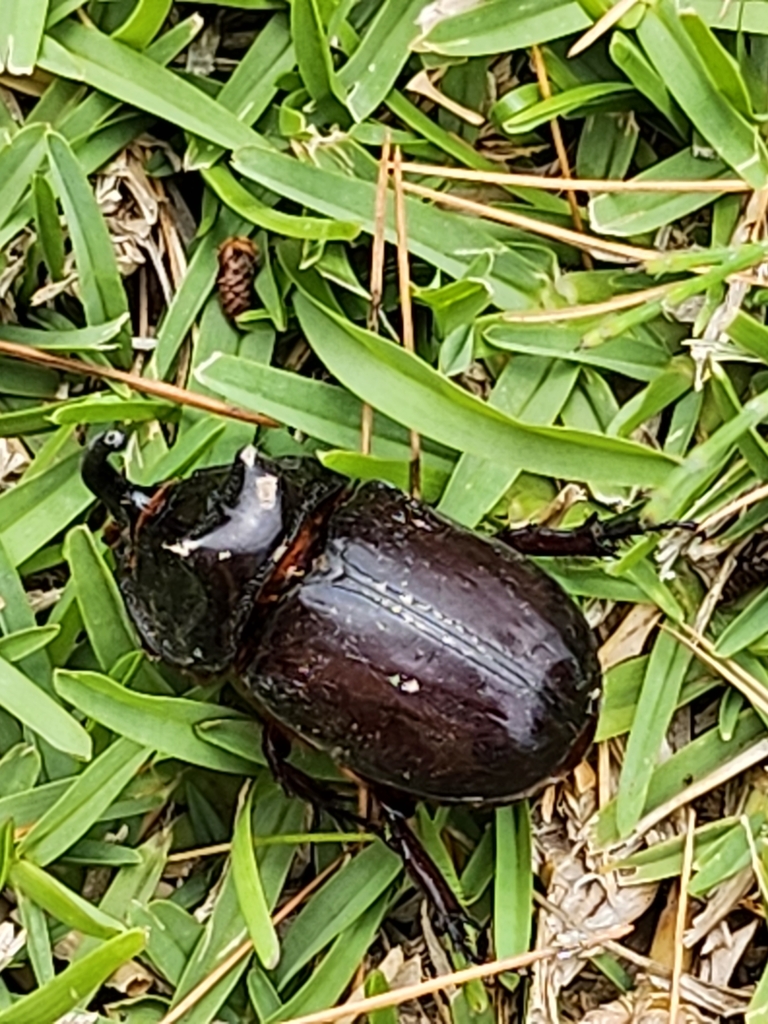 European Rhinoceros Beetle from 46780 Oliva, Valencia, Spain on June 28 ...