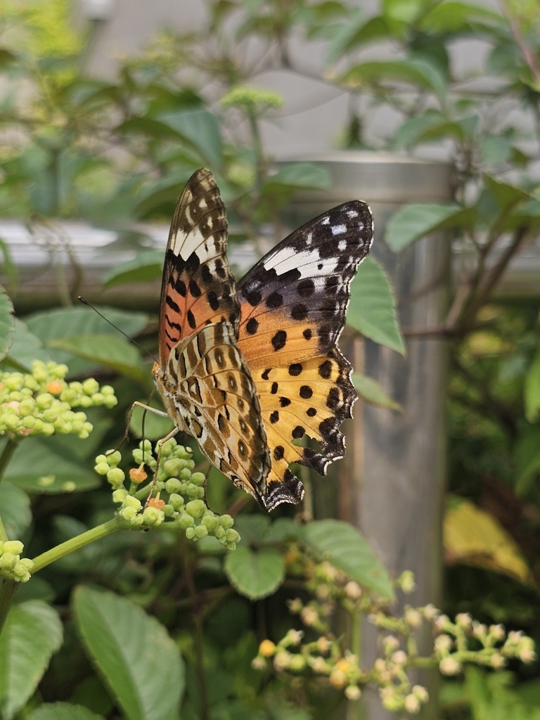 Chinese Tropical Fritillary from Kencho, 1 Ichibachō, Chuo Ward, Chiba ...