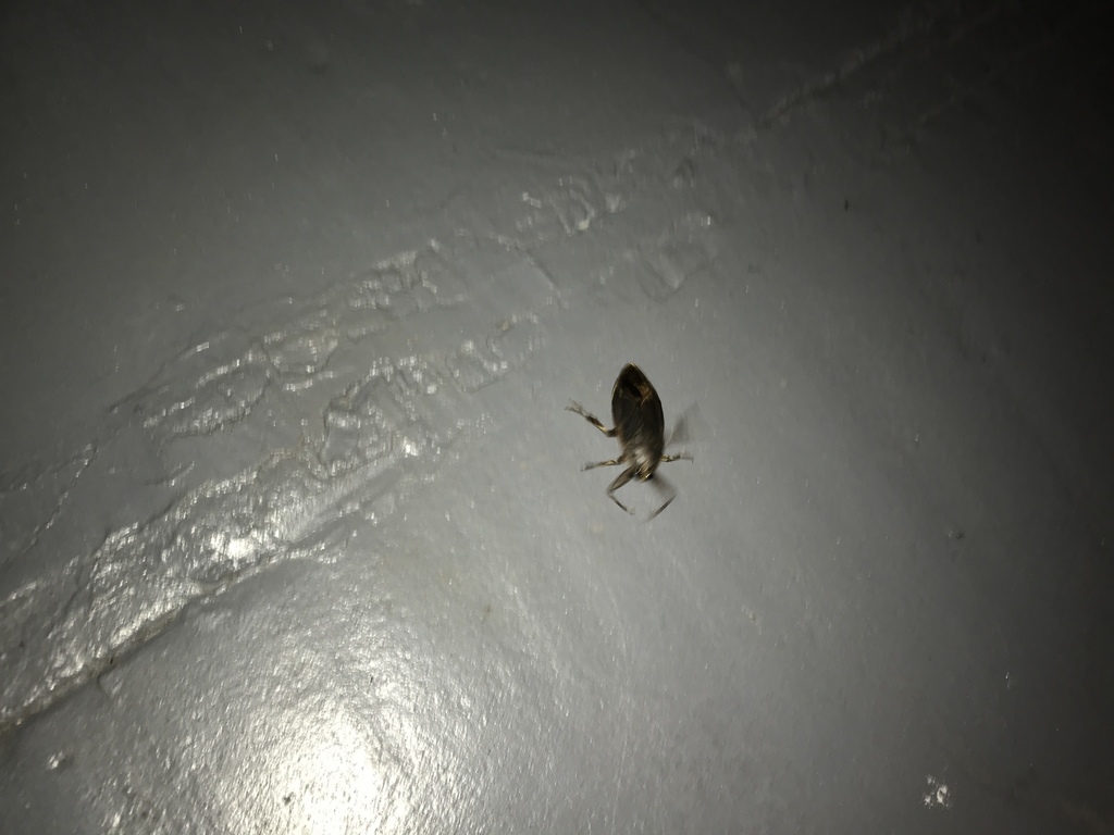 Eastern Toe-biter from Miami-Dade County, US-FL, US on April 10, 2019 ...