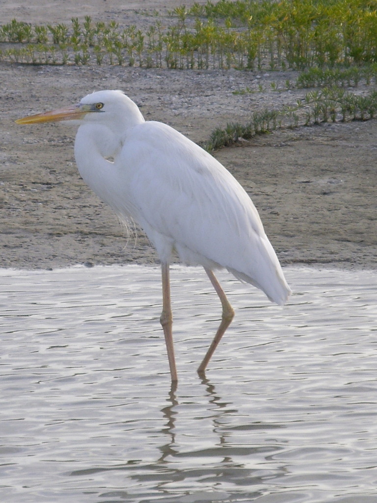 Great White Heron from City of Marco, Marco Island, FL, USA on December ...
