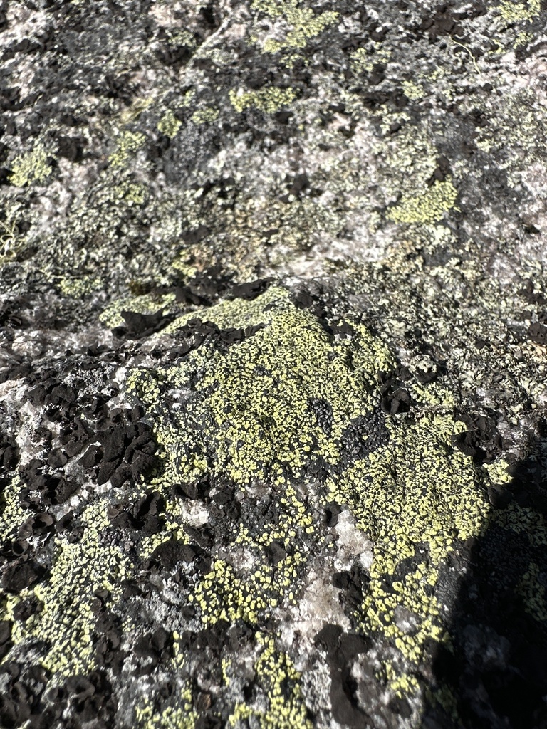 yellow map lichen from Fushimi Lake Provincial Park, Cochrane ...