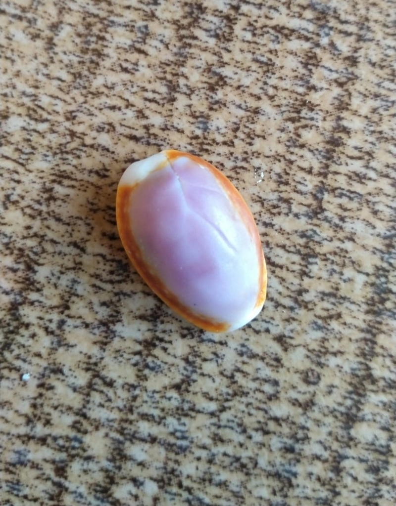 Honey Cowry from C258+PX3, Dusun Pancer, Sumberagung, Kec. Pesanggaran ...