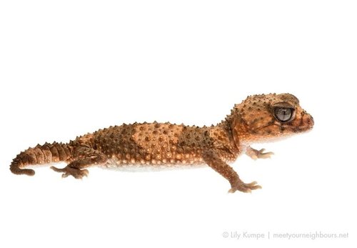 Banded Knob-tailed Gecko (Nephrurus wheeleri) · iNaturalist