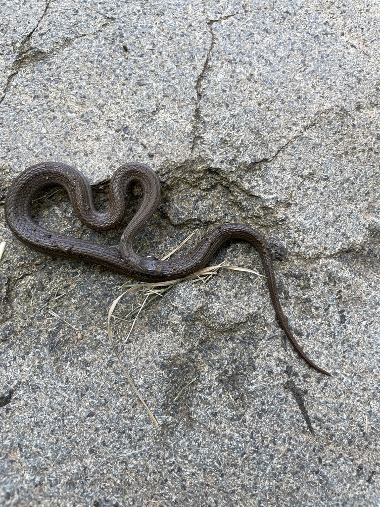Red-bellied Snake from Cedarway Rd, Duluth, MN, US on July 6, 2024 at ...