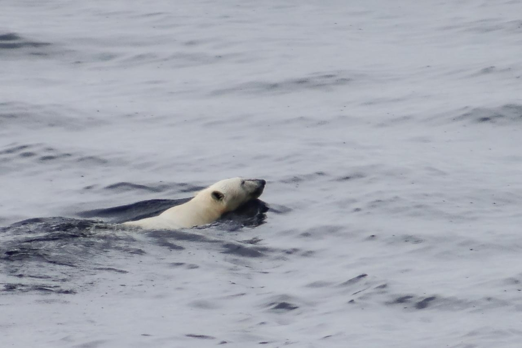Polar Bear in July 2024 by E Dalziel. Swimming towards the islands and ...