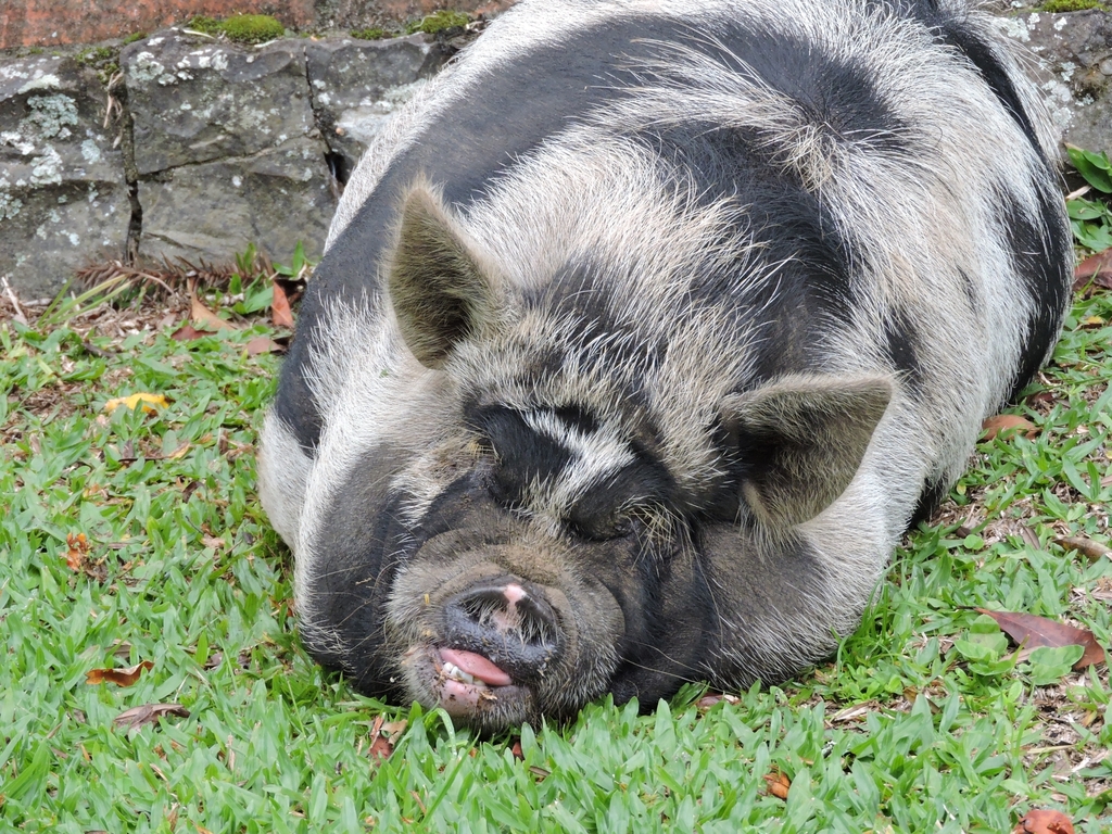 Eurasian Wild Pig from Exposição, Caxias do Sul - RS, Brasil on April ...
