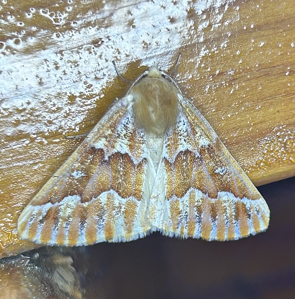 Western Conifer Looper from Tahoe National Forest, Truckee, CA, US on ...