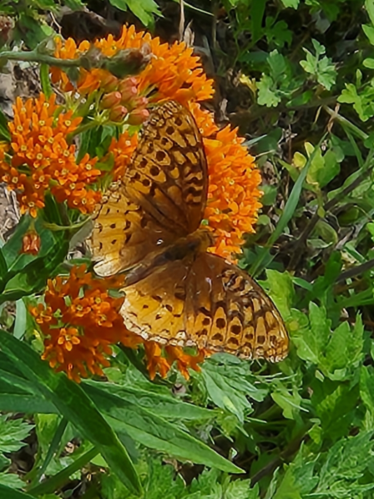 Great Spangled Fritillary from Upper Bern Township, PA, USA on July 6 ...