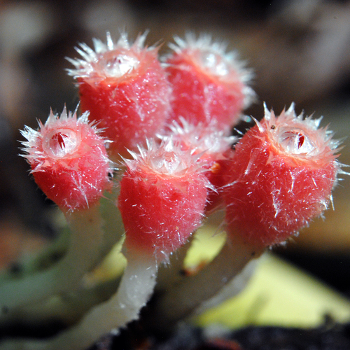 Genus Microstoma · iNaturalist United Kingdom