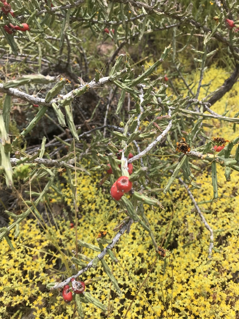 Christmas cholla from Enchanted Rock State Natural Area, Fredericksburg ...