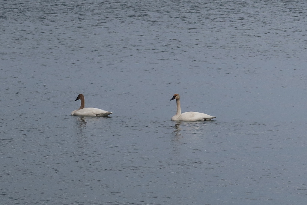 Trumpeter Swan from Lake County, MN, USA on May 25, 2019 by hatgeist ...