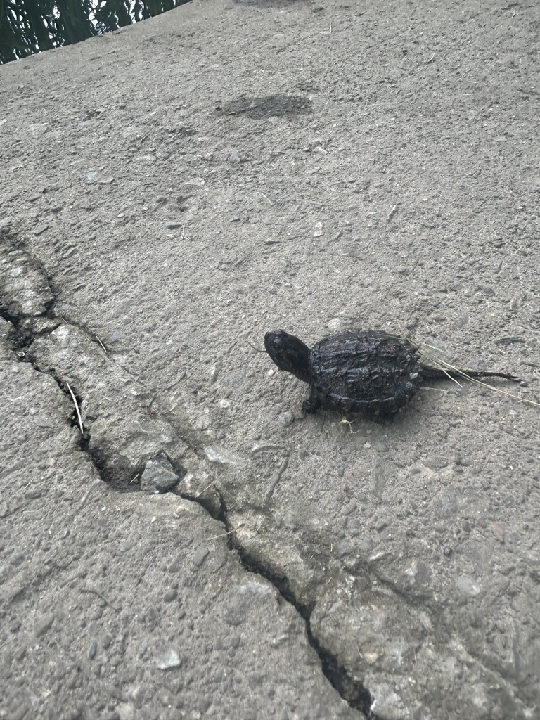Common Snapping Turtle from Dorchester Rd, Niagara Falls, ON, CA on ...