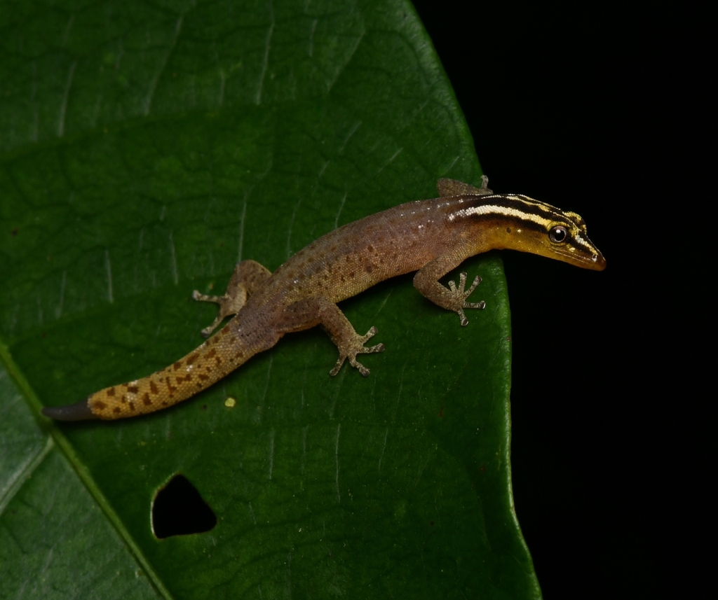 Tobago Least Gecko from Demerara-Mahaica, Guyana on July 6, 2024 at 03: ...