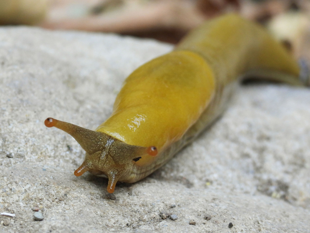 Southern Pacific Banana Slug from Santa Barbara County, US-CA, US on ...