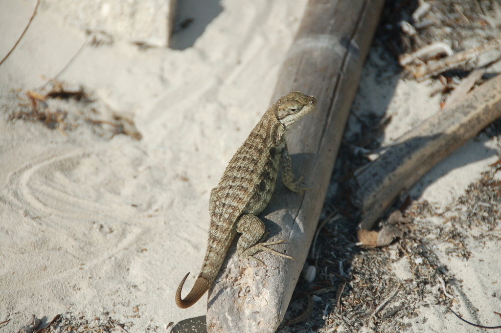 Northern Curly-tailed Lizard from Compass Cay, The Bahamas on March 3 ...