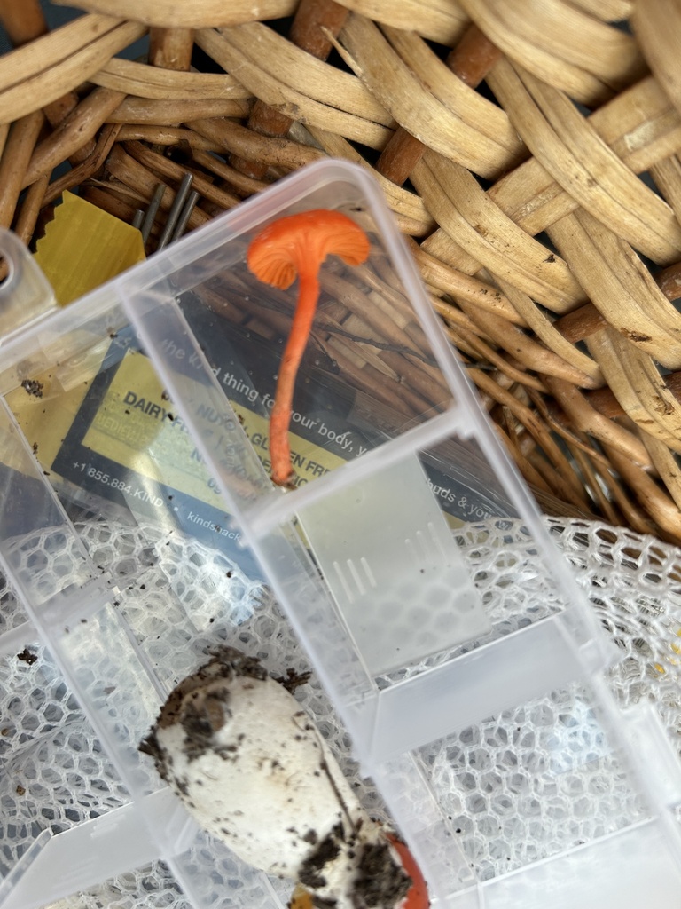 Cantharellus subg. Cinnabarinus from RT-32, Sainte Genevieve, MO, US on ...